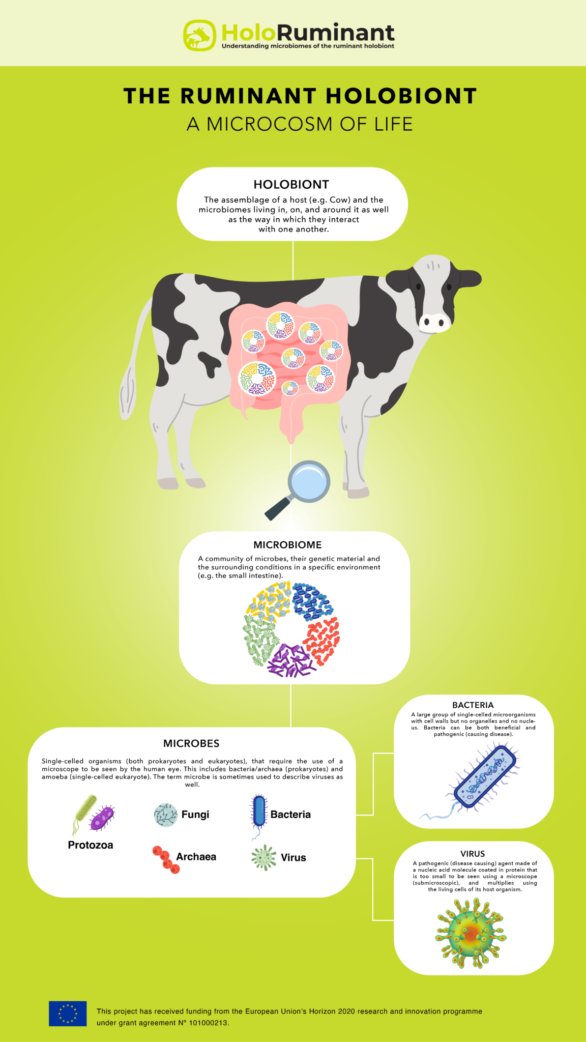 Glossary – HoloRuminant